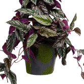 68cm Potted Faux Cissus Discolour Plant on Pole | Temple & Webster