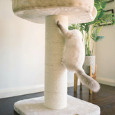 Kazoo 100cm Cat Scratching Post with Bed | Temple & Webster