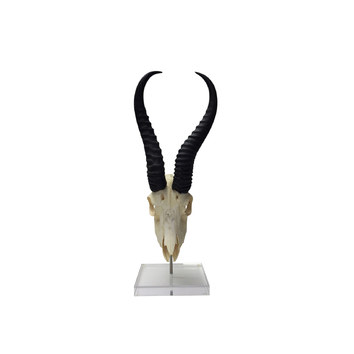Tribal Expressions Springbok Oiled Full Skull | Temple & Webster