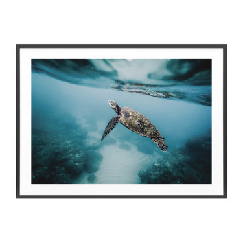 Le Concept Art Sea Turtle Framed Print | Temple & Webster