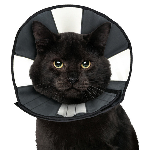 Adjustable Pet Recovery Cone | Temple & Webster