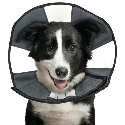 Adjustable Pet Recovery Cone | Temple & Webster