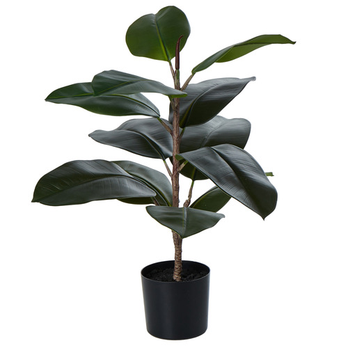 The Home Collective 62cm Potted Faux Rubber Tree | Temple & Webster