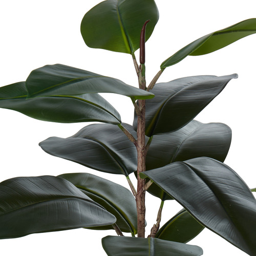 The Home Collective 62cm Potted Faux Rubber Tree | Temple & Webster