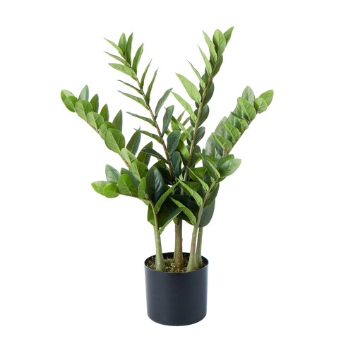 60cm Potted Faux Zanzibar Gem Plant | Temple & Webster