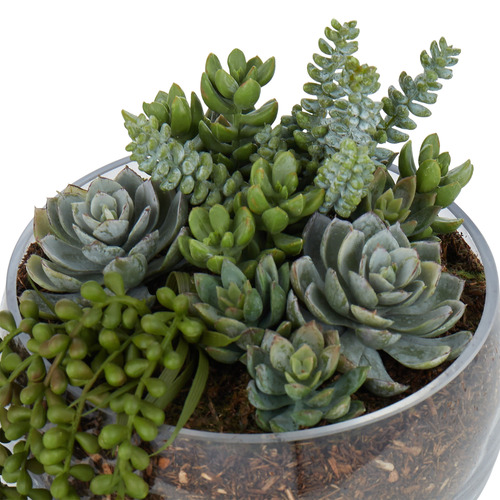 The Home Collective 27cm Faux Mixed Succulent with Glass Bowl | Temple ...