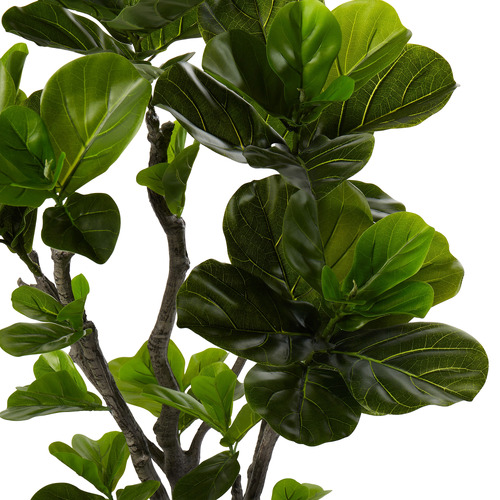 150cm Potted Faux Fiddle Tree | Temple & Webster