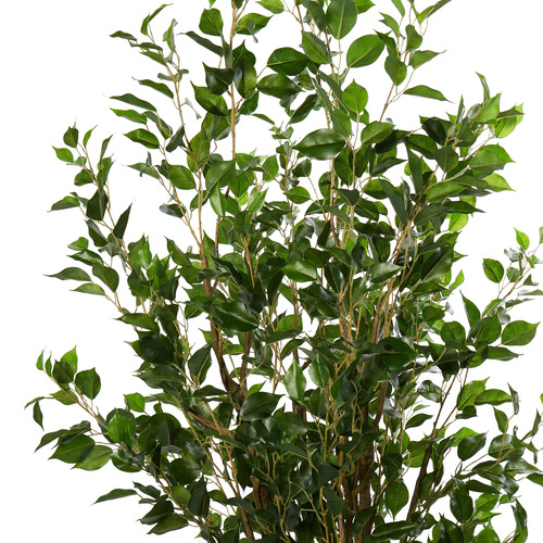 The Home Collective 180cm Potted Faux Ficus Tree | Temple & Webster