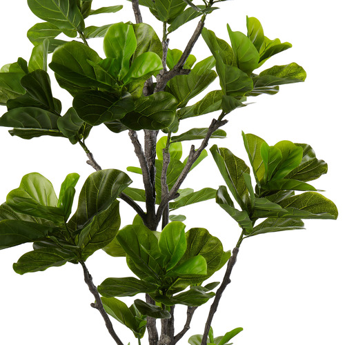 210cm Potted Faux Fiddle Tree | Temple & Webster