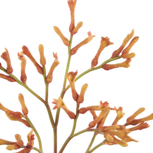 77cm Orange Faux Kangaroo Paw Spray | Temple & Webster