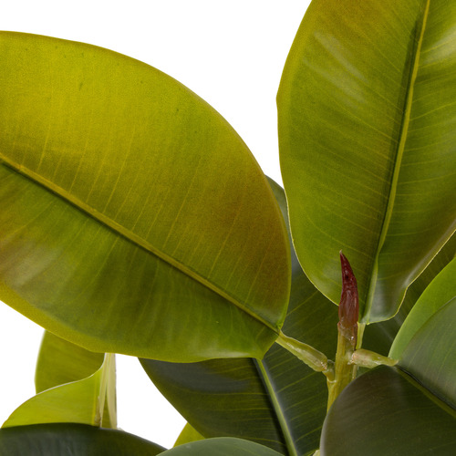 The Home Collective 115cm Potted Faux Rubber Tree | Temple & Webster