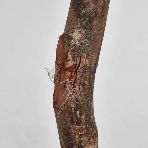 BayviewLiving 190cm Wisteria Tree White | Temple & Webster