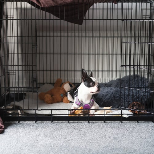 Collapsible Dog Cage with Tray | Temple & Webster