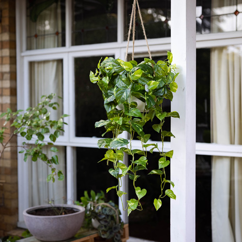 pollen&fauna 104cm Potted Faux Hanging Pothos Bush | Temple & Webster