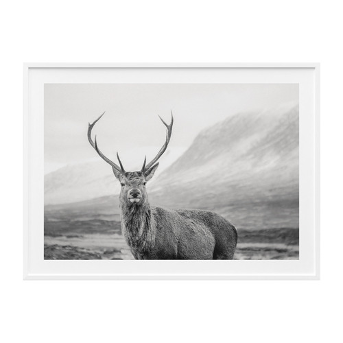 Le Concept Art Wild Stag Framed Print | Temple & Webster