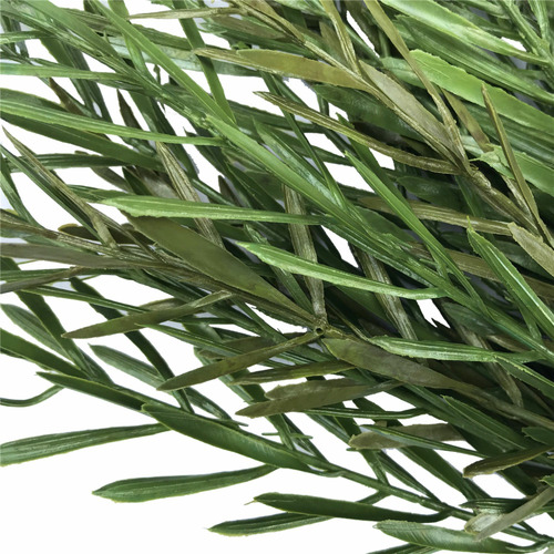 45cm Native Tea Tree Stems | Temple & Webster