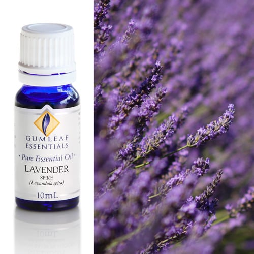 10ml Lavender Spike Essential Oil | Temple & Webster