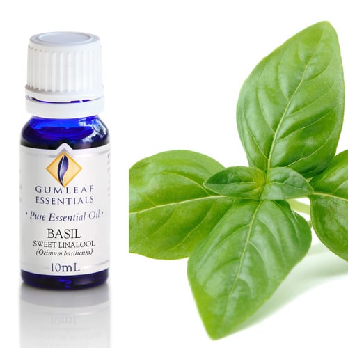 10ml Basil Sweet Linalool Essential Oil | Temple & Webster