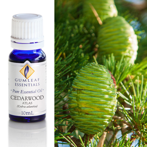 10ml Cedarwood Atlas Essential Oil | Temple & Webster