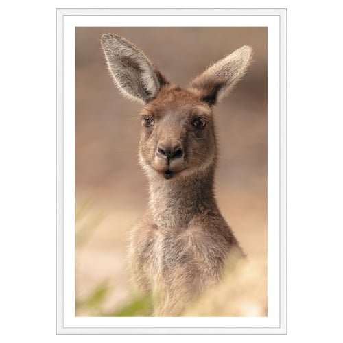 Art Prints Unique The Beautiful Roo Printed Wall Art | Temple & Webster