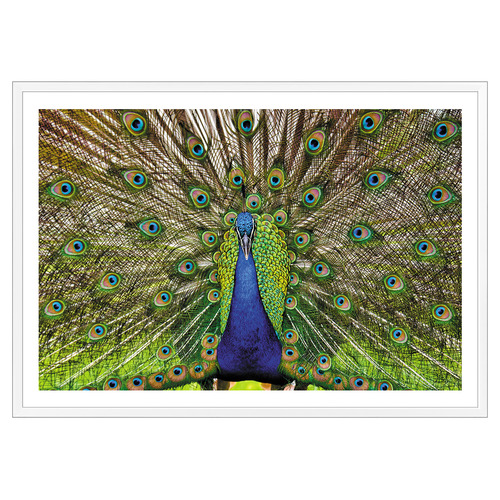 Art Prints Unique Peacock Printed Wall Art | Temple & Webster