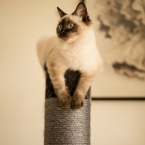 Kazoo Cat Scratching Post with Toy | Temple & Webster