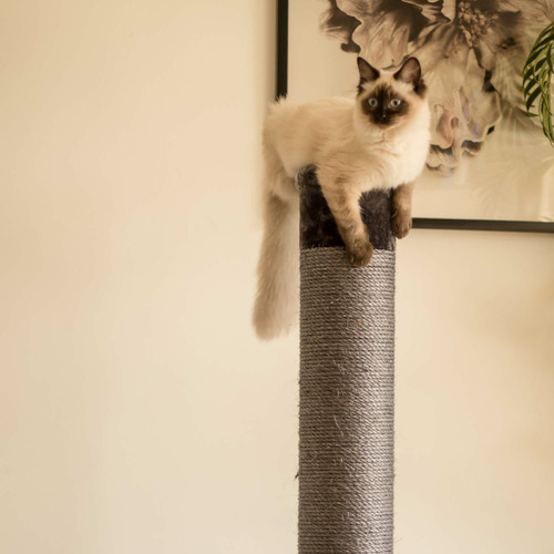 Kazoo Cat Scratching Post with Toy | Temple & Webster