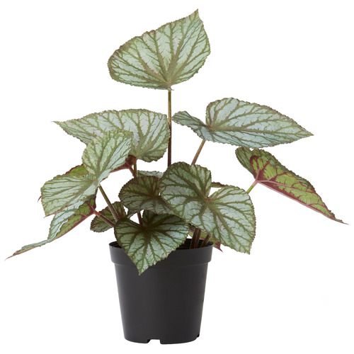 47cm Potted Faux Begonia Rex Plant | Temple & Webster