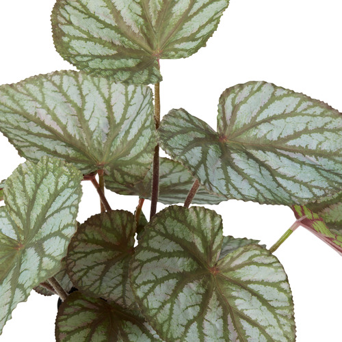 47cm Potted Faux Begonia Rex Plant | Temple & Webster