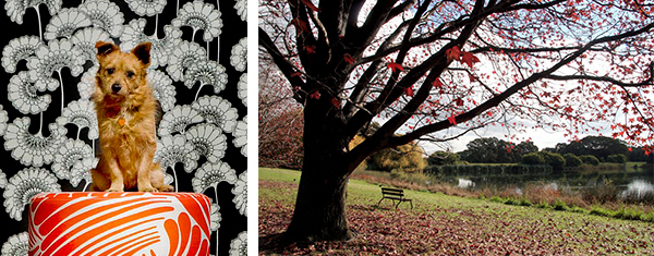 Helen Lennie's Florence Broadhurst life | Temple & Webster