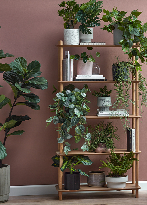 How to style indoor plants | Temple & Webster