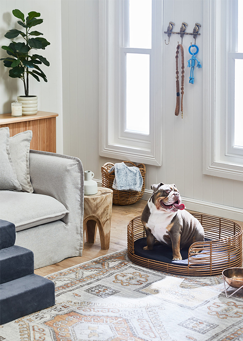 5 steps to creating the ultimate pet living room | Temple & Webster