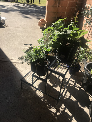 Oakleigh Home Mara 3 Tier Steel Pot Plant Stand & Reviews | Temple ...