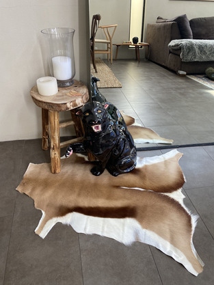 All Natural Hides and Sheepskins Natural Springbok Hide | Temple & Webster