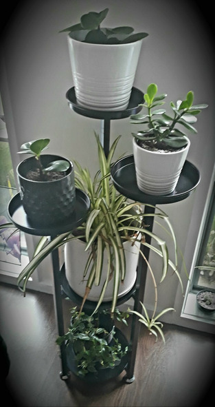 Oakleigh Home Triangular 5 Tier Steel Pot Plant Stand | Temple & Webster