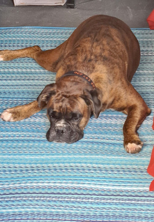 Boulevarde Rugs Blue Rondo Reversible Al Fresco Rug | Temple & Webster