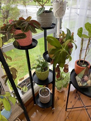 Oakleigh Home Triangular 5 Tier Steel Pot Plant Stand | Temple & Webster