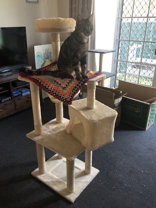 Oakleigh Home 130cm Fiadh Cat Scratching Tree | Temple & Webster