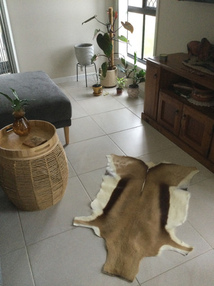 All Natural Hides and Sheepskins Natural Springbok Hide | Temple & Webster