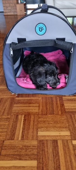 Bono Fido Portable Dog Home | Temple & Webster