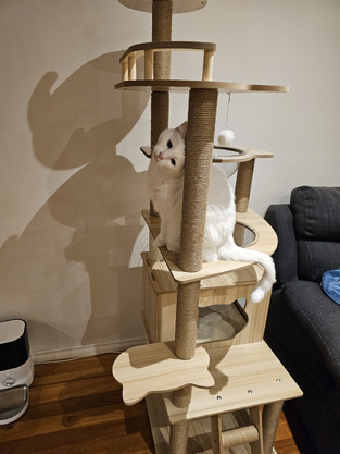 LivingFusion 174cm Athena Cat Tree | Temple & Webster