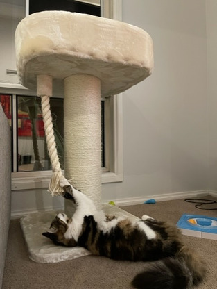 Kazoo 100cm Cat Scratching Post with Bed | Temple & Webster