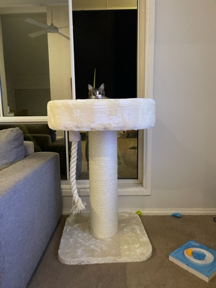 Kazoo 100cm Cat Scratching Post with Bed | Temple & Webster