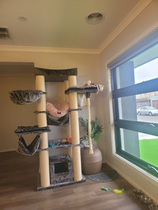 Kazoo 195cm Kitty Tower Cat Tree | Temple & Webster