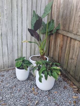 GardenEmporium 3 Piece White Garden Lite Fibre Clay Egg Planter Set ...