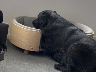 ModishHabitat Chico Velvet Dog Sofa | Temple & Webster