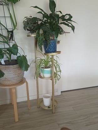 Oakleigh Home Triangular 5 Tier Steel Pot Plant Stand | Temple & Webster