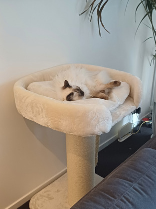 Kazoo 100cm Cat Scratching Post with Bed | Temple & Webster