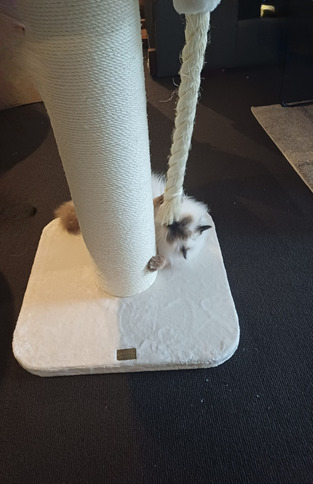 Kazoo 100cm Cat Scratching Post with Bed | Temple & Webster