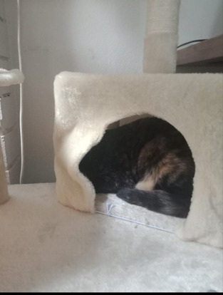 Oakleigh Home 130cm Fiadh Cat Scratching Tree | Temple & Webster